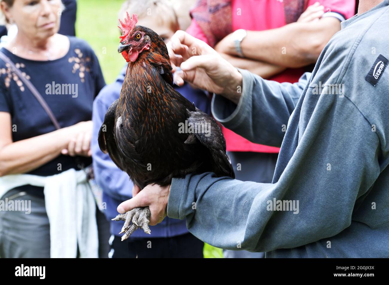 Marans Hen aka golden eggs hen in a farm - Lot - France Stock Photo - Alamy