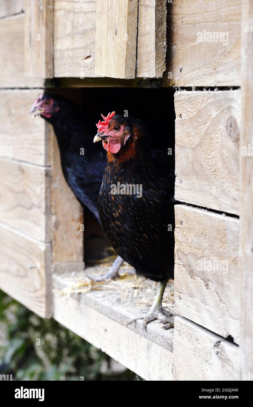 Marans Hen aka golden eggs hen in a farm - Lot - France Stock Photo - Alamy