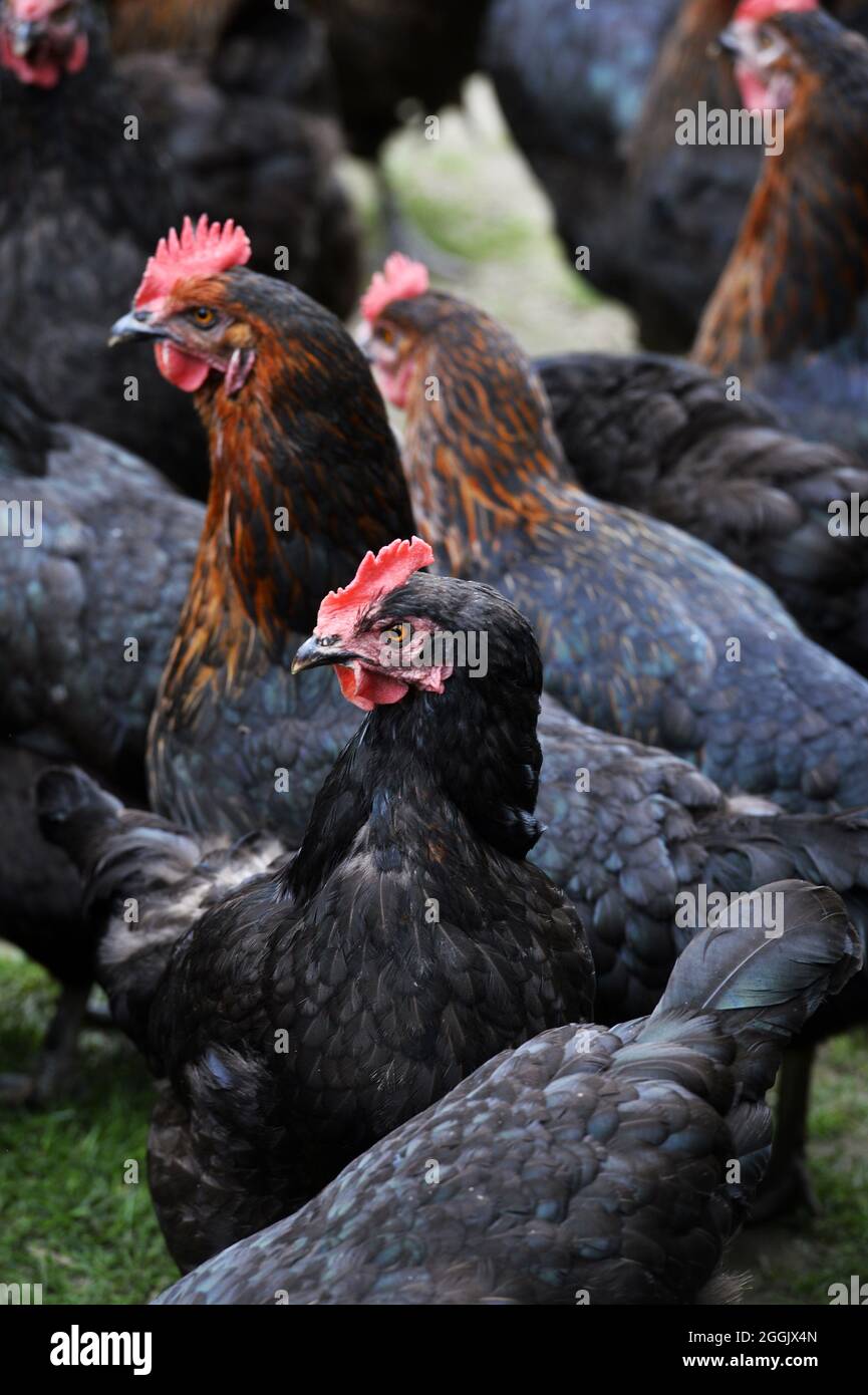 Marans Hen aka golden eggs hen in a farm - Lot - France Stock Photo - Alamy