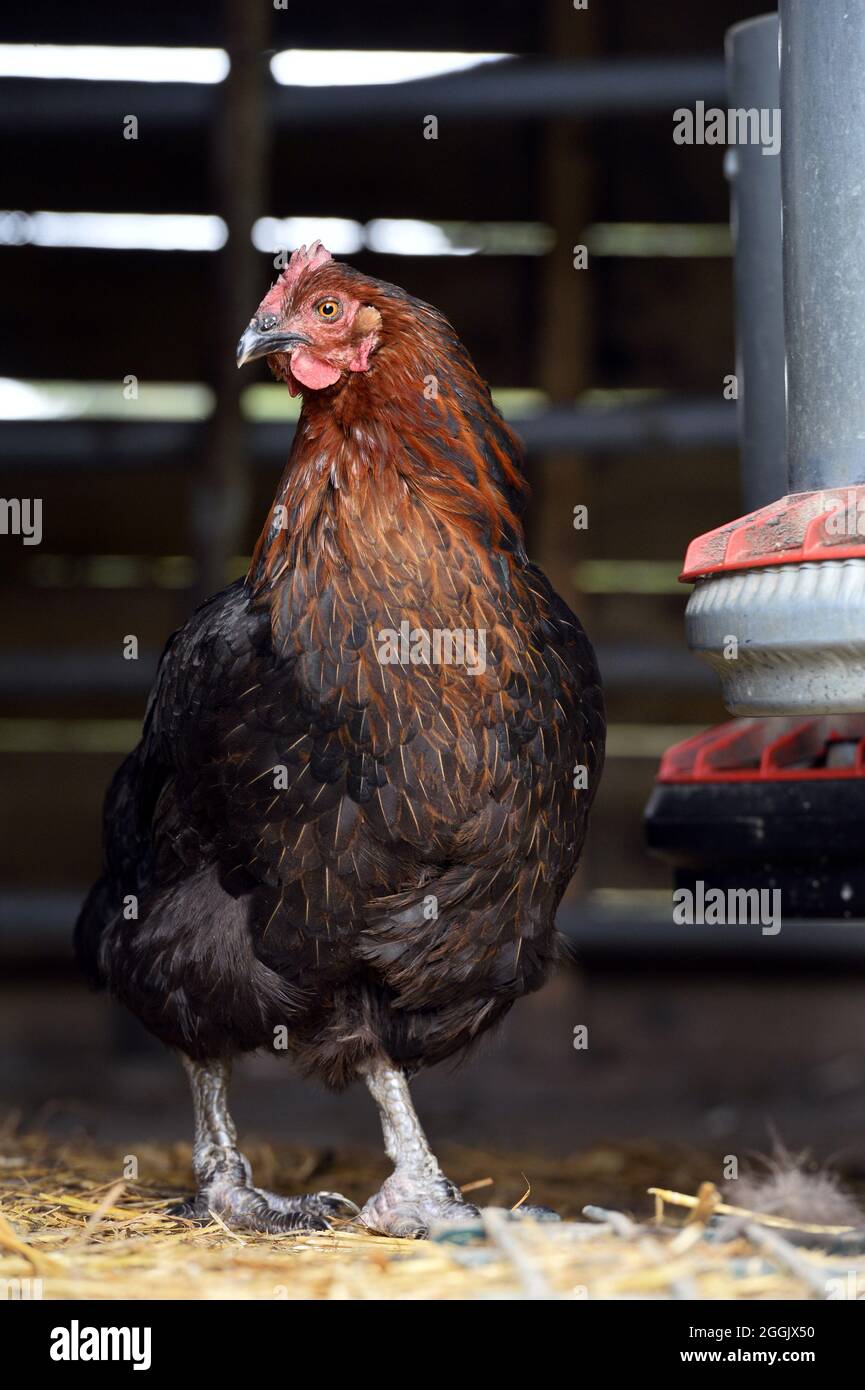 Marans Hen aka golden eggs hen in a farm - Lot - France Stock Photo - Alamy