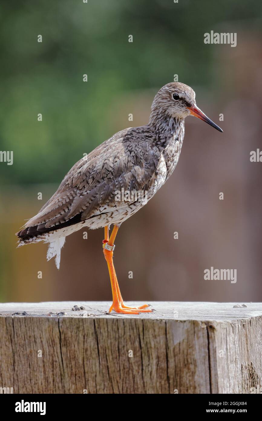 Redshank wader bird Stock Photo - Alamy