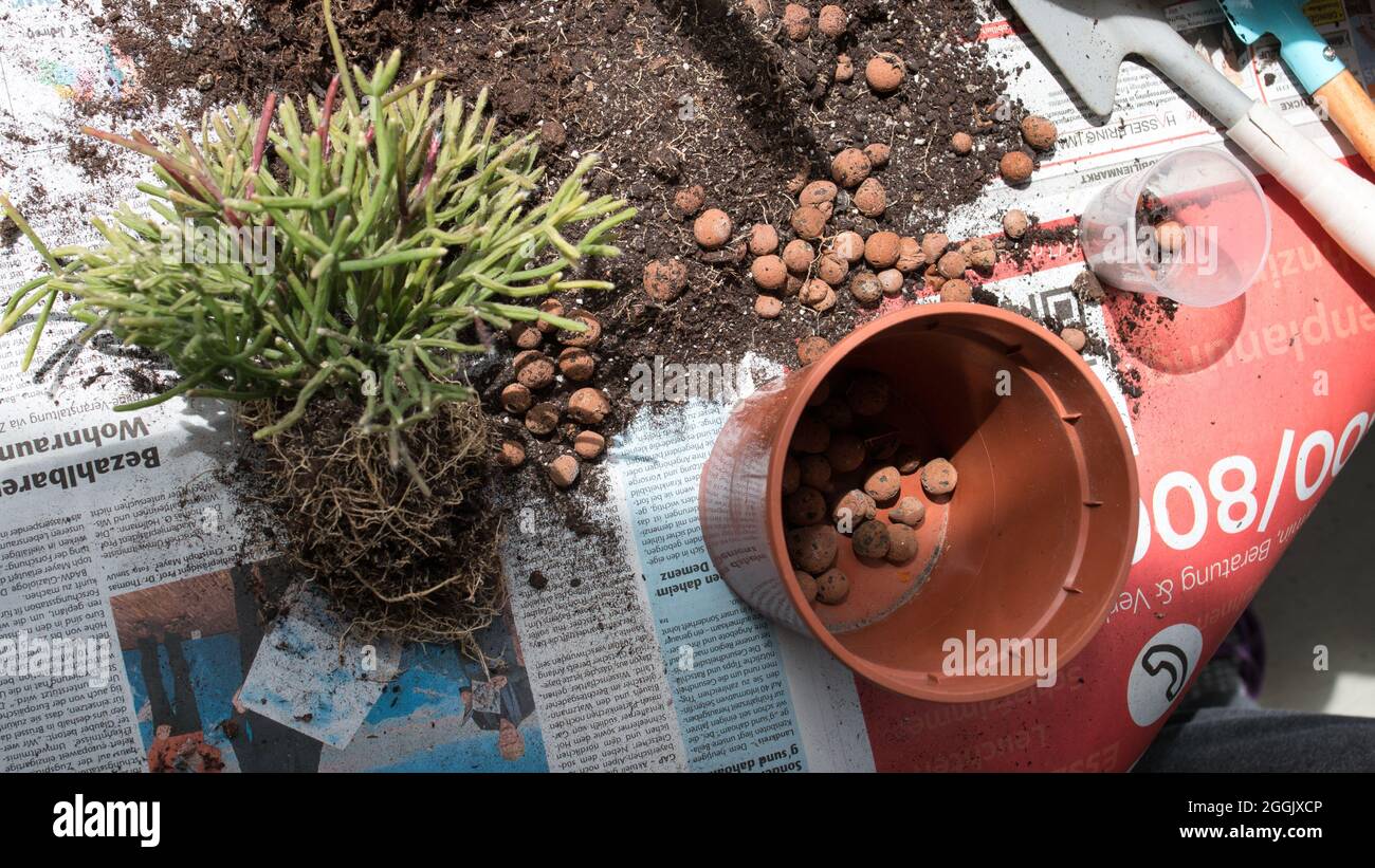 Repotting plant sequence hi-res stock photography and images - Alamy
