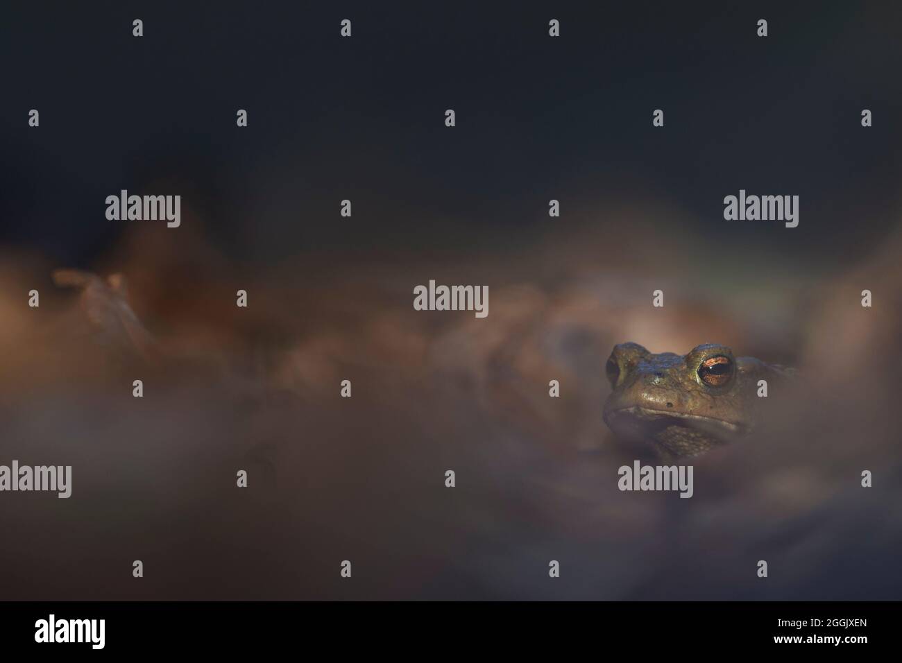 Toad in environment hi-res stock photography and images - Alamy