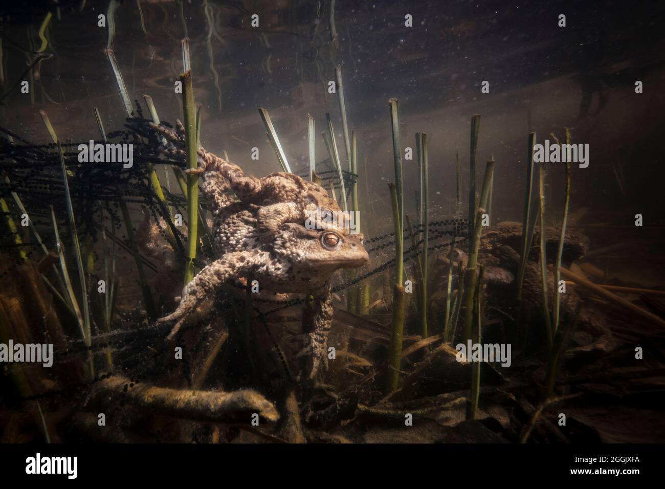 Common toad in its natural environment Stock Photo - Alamy