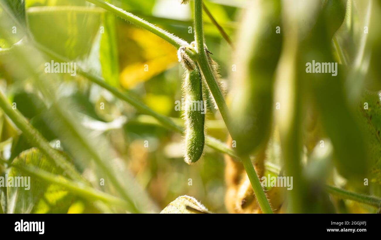 green bean pods growing in a field, agriculture Stock Photo - Alamy
