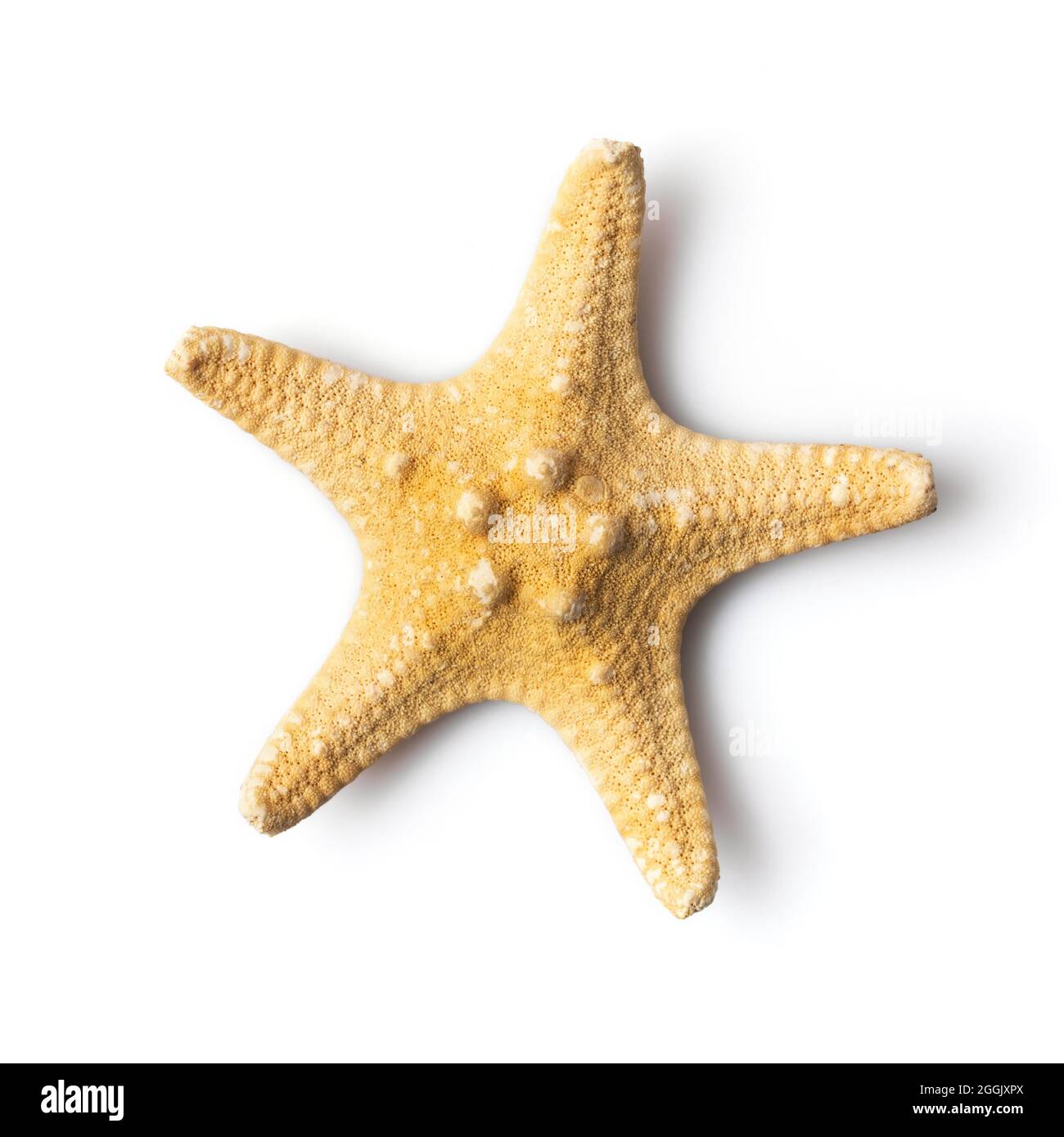 Top view and close-up of dry sea starfish isolated on white background ...