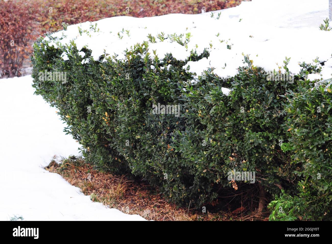 Boxwood hedge covered in snow Stock Photo - Alamy