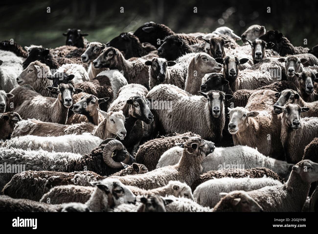 Lots of sheep hi-res stock photography and images - Alamy