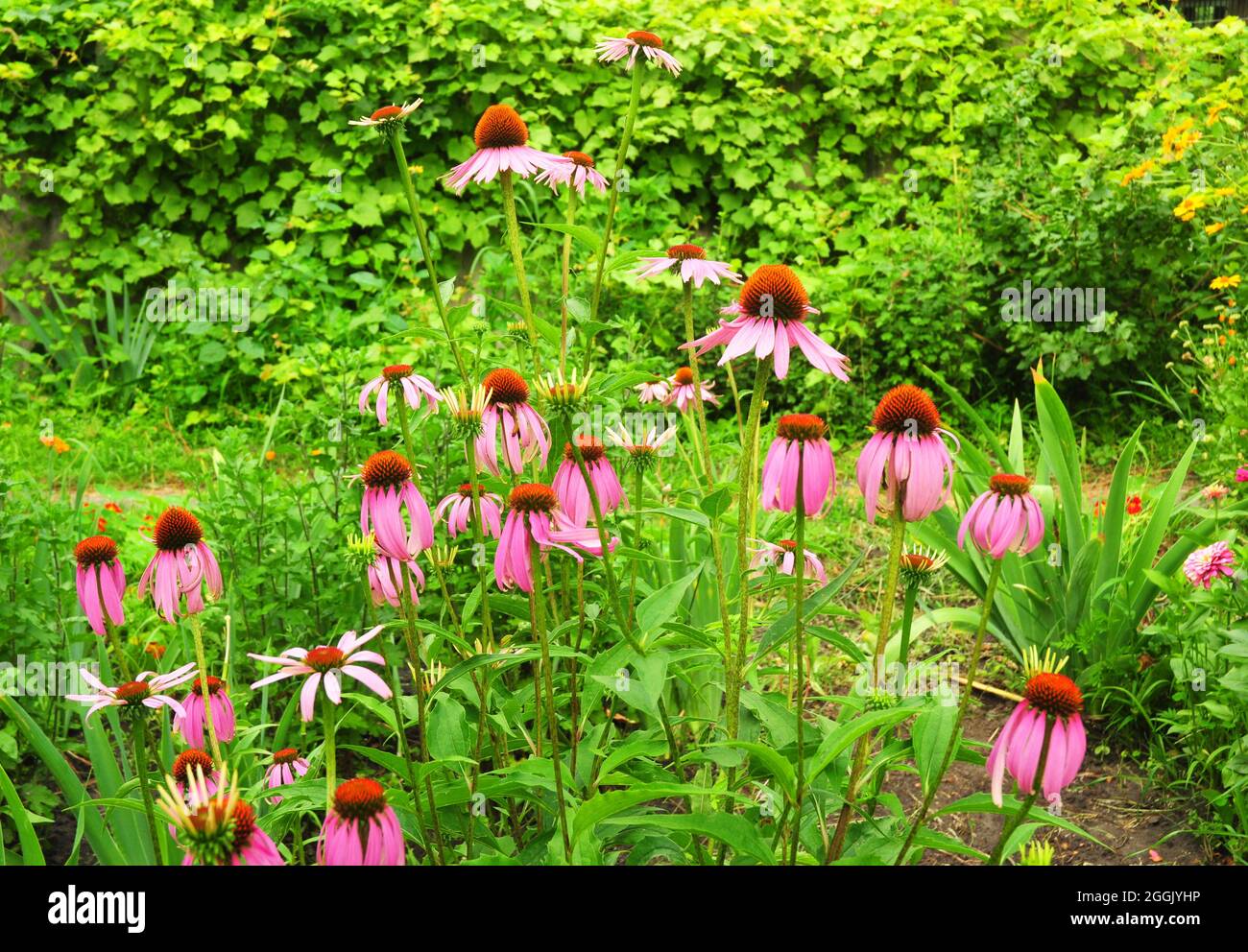 Echinacea purpurea and purple coneflowers flower bed. Garden ...