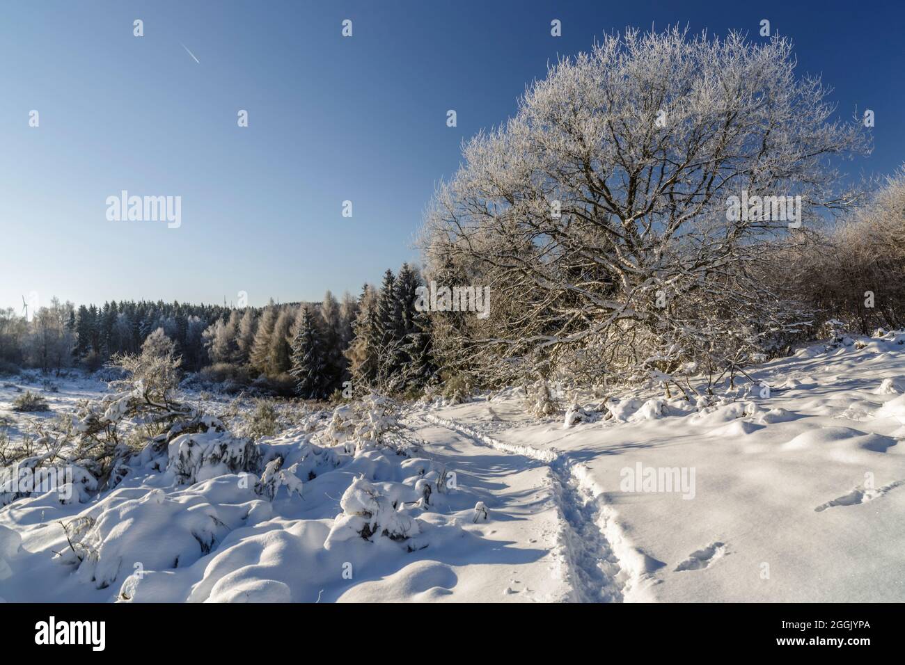 Trees in winter ardennes hi-res stock photography and images - Alamy