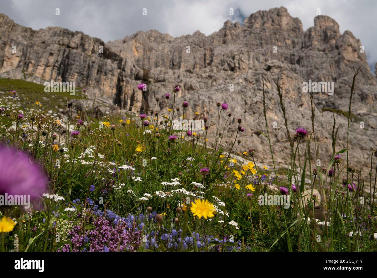 Italia flora hi-res stock photography and images - Alamy