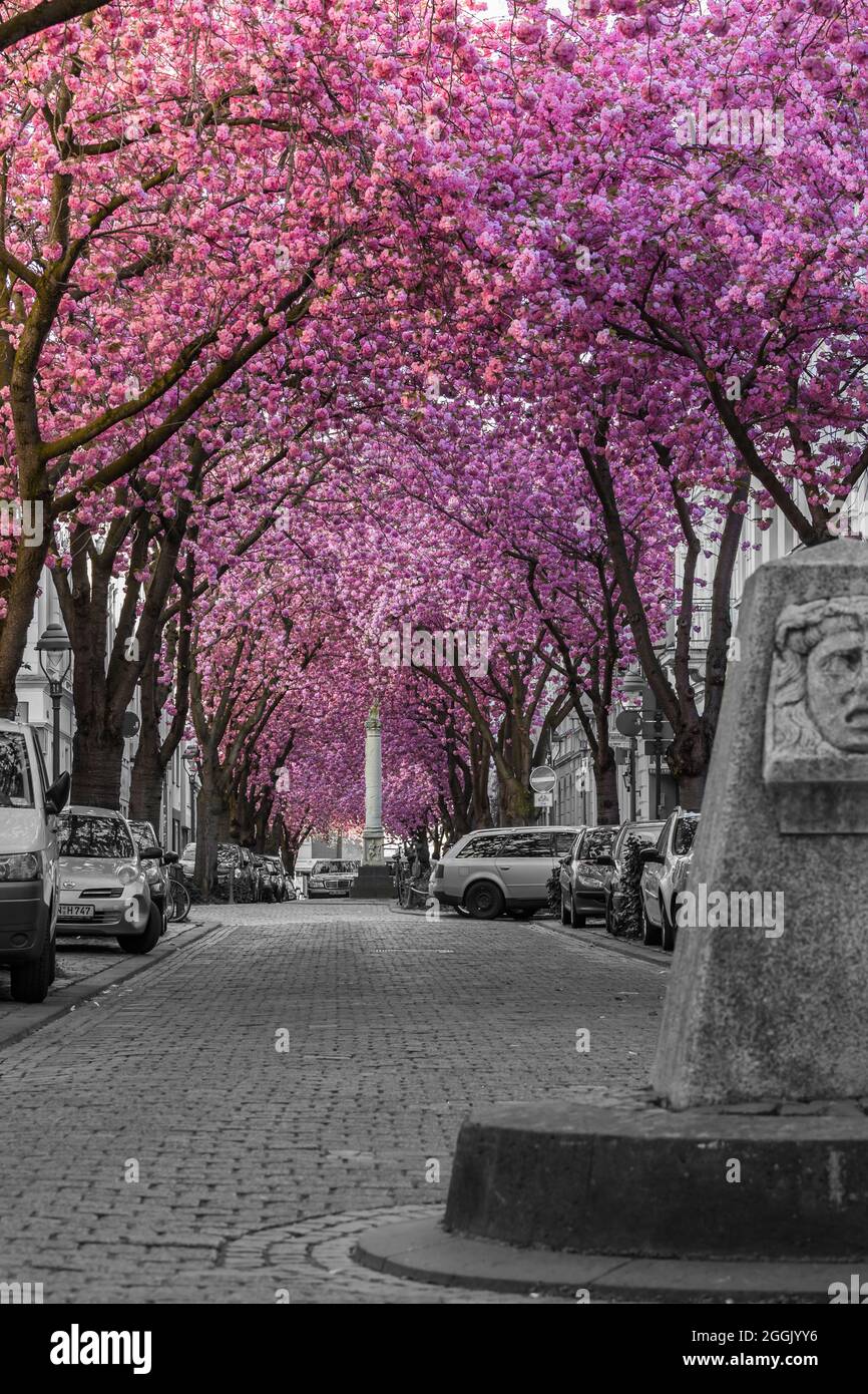 Cherry blossom in Bonn Stock Photo - Alamy