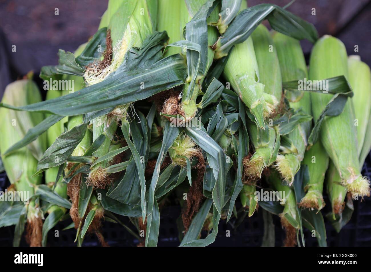 Buy ear of corn hi-res stock photography and images - Alamy