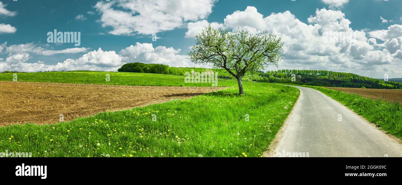 Old apple tree hi-res stock photography and images - Alamy