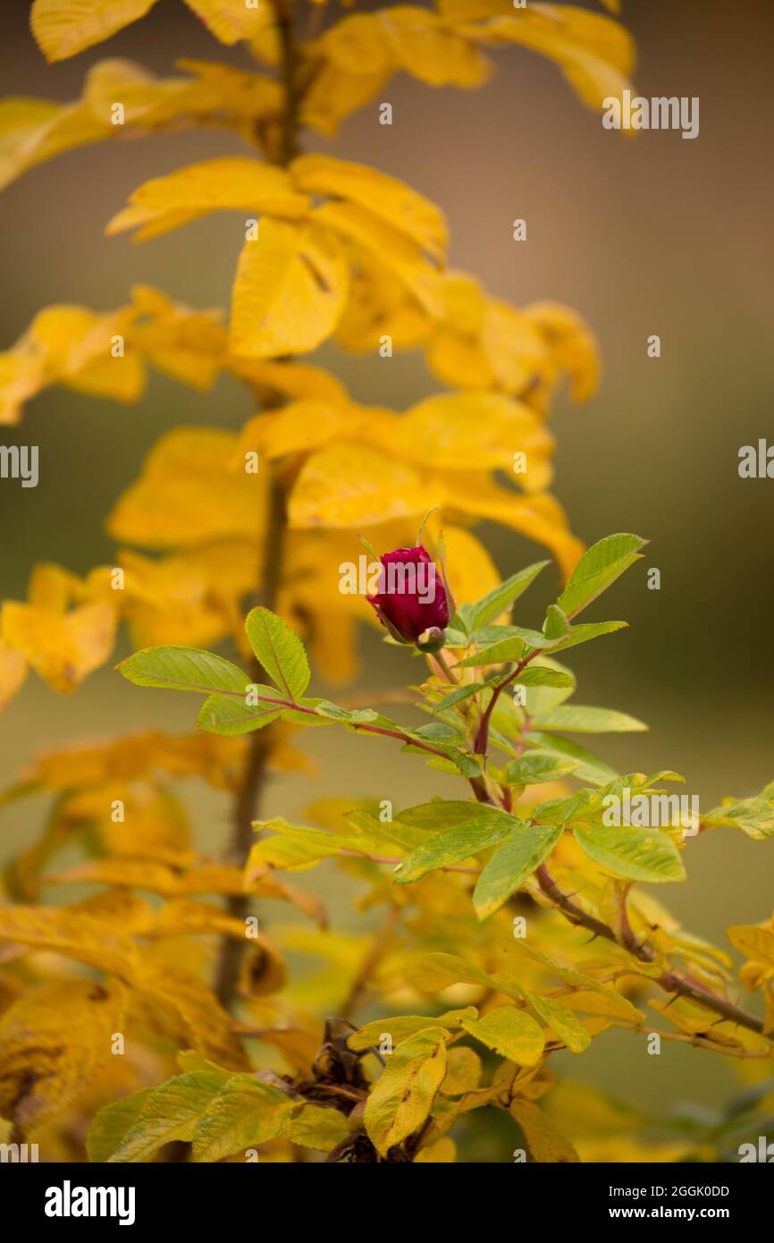 Opening rose hi-res stock photography and images - Alamy