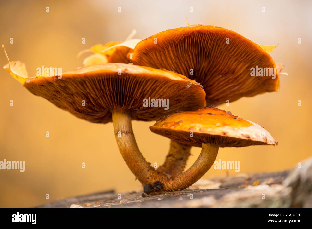 Close up fall scene hi-res stock photography and images - Alamy