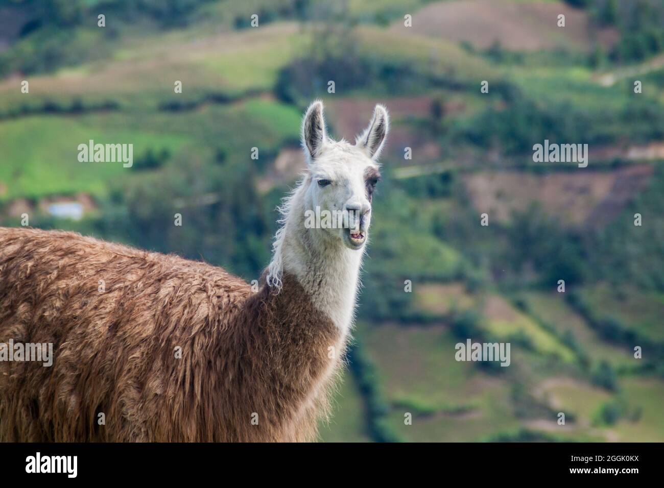 Peru kuelap lama hi-res stock photography and images - Alamy