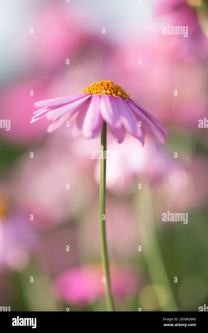 Pink Marguerite Daisy (Argyranthemum frutescens), blurred floral ...