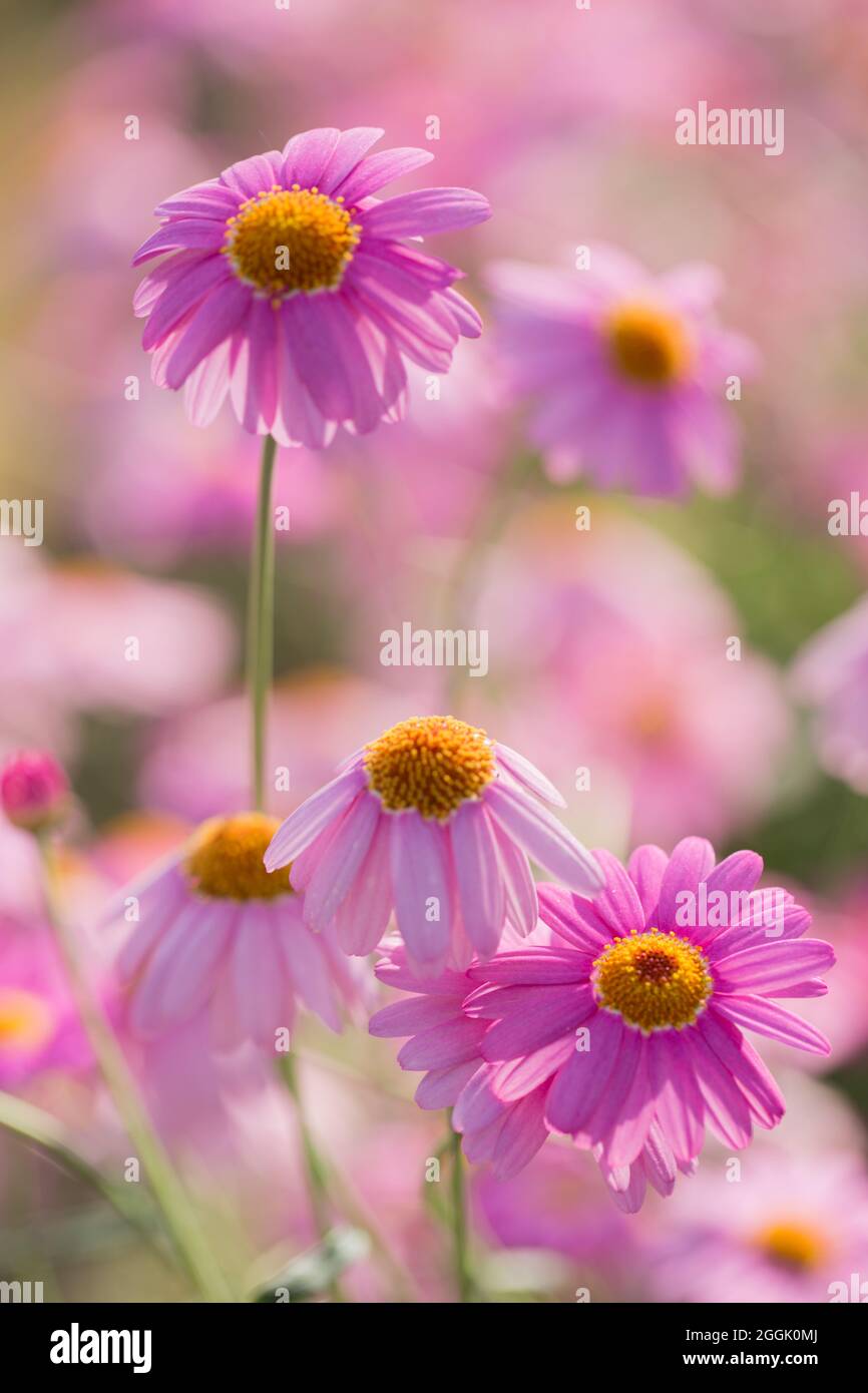 Pink Marguerite Daisy (Argyranthemum frutescens), blurred floral ...
