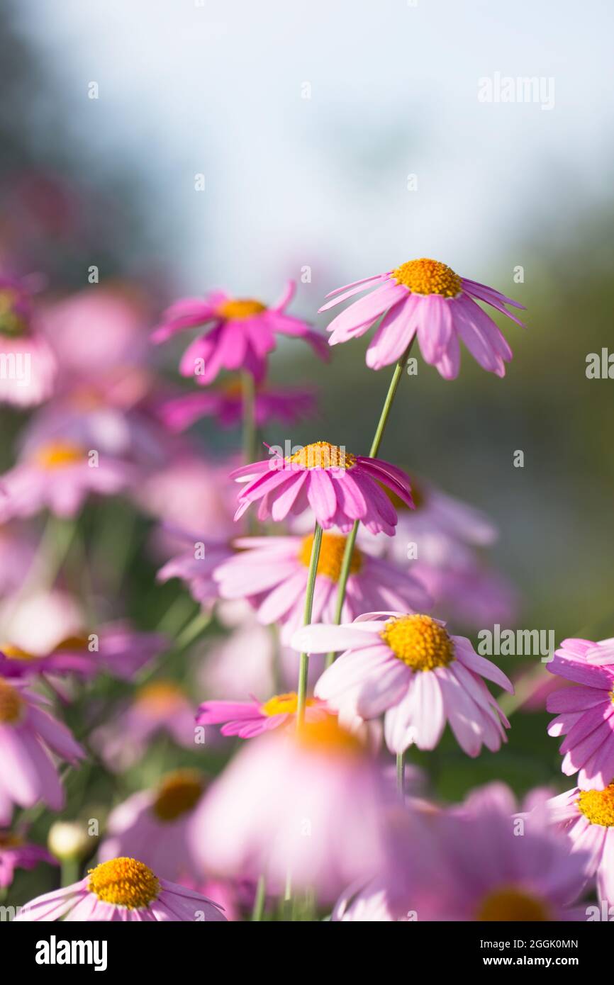 Pink Marguerite Daisy (Argyranthemum frutescens), blurred natural ...