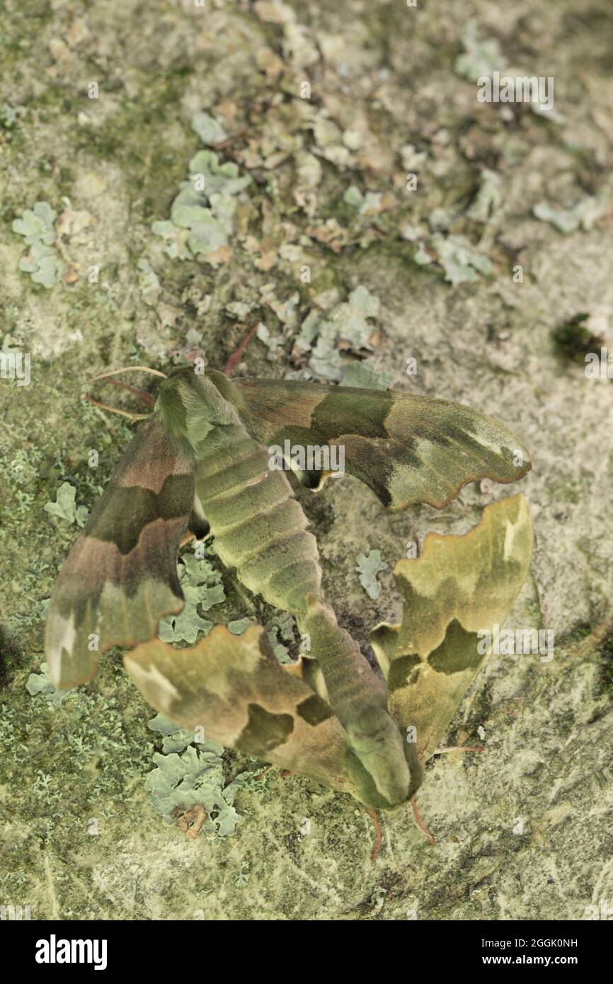 Lime hawk-moth (Mimas tiliae) pair mating, rowan tree trunk background ...
