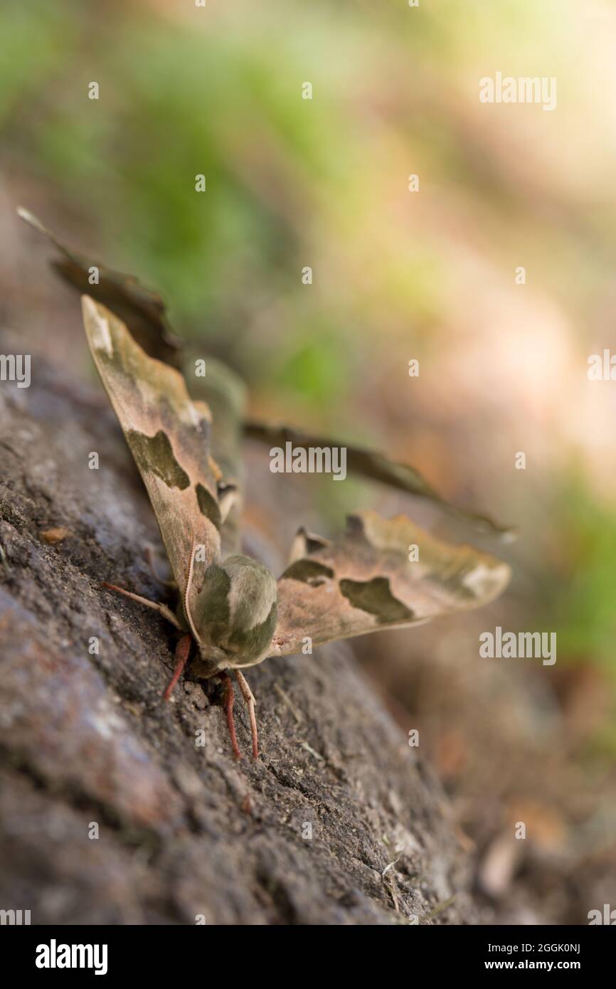 Lime hawk-moth (Mimas tiliae) pair mating, blurred nature background ...