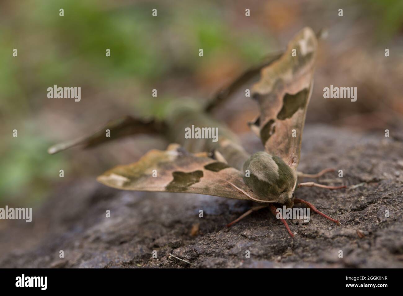 Lime hawk-moth (Mimas tiliae) pair mating, close-up, blurred nature ...