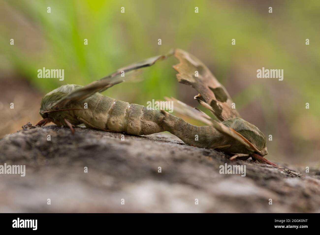 Lime hawk-moth (Mimas tiliae) pair mating, close-up, side view, blurred ...