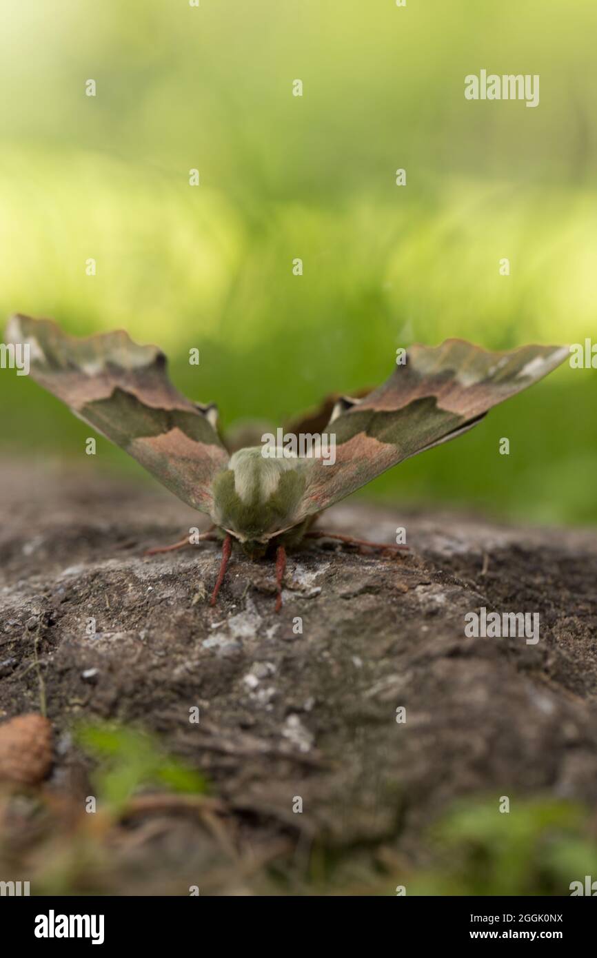 Mating moth hi-res stock photography and images - Alamy