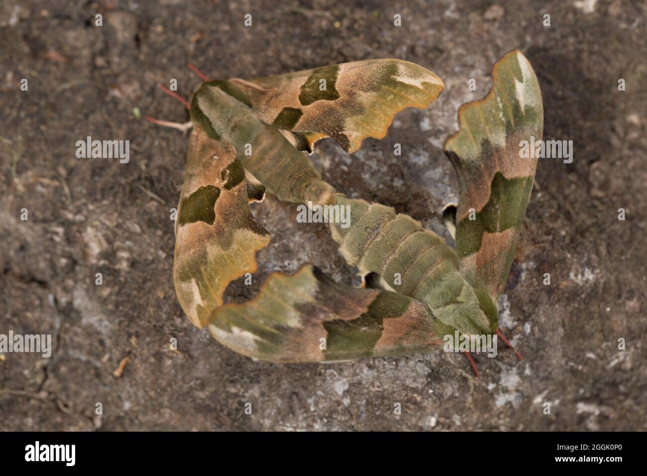 Close-up of Lime hawk-moth (Mimas tiliae) pair mating, top view ...