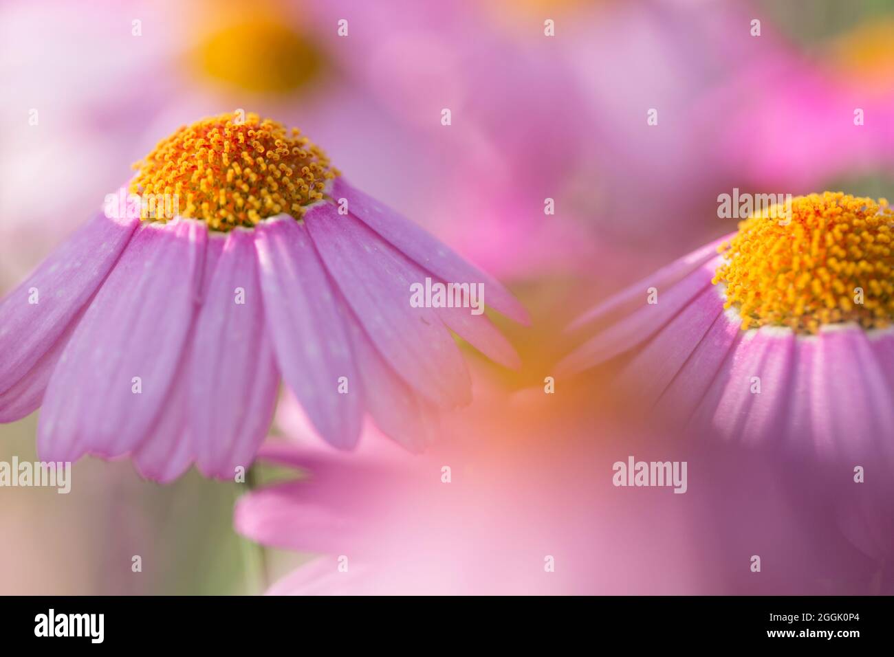 Pink Marguerite Daisy Flowers (Argyranthemum frutescens), blurred pink ...