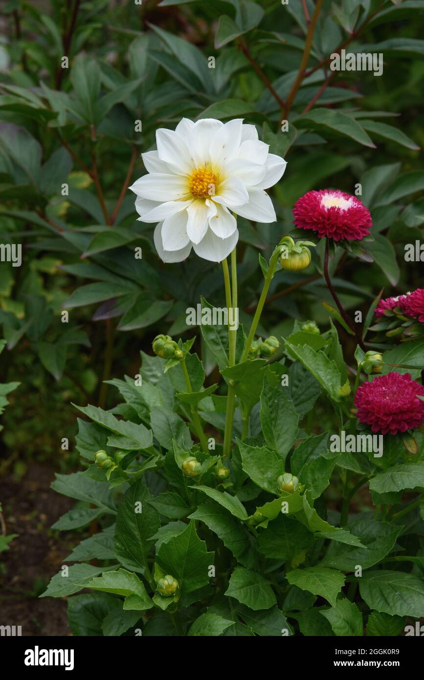 Zinnia flower in park hi-res stock photography and images - Alamy