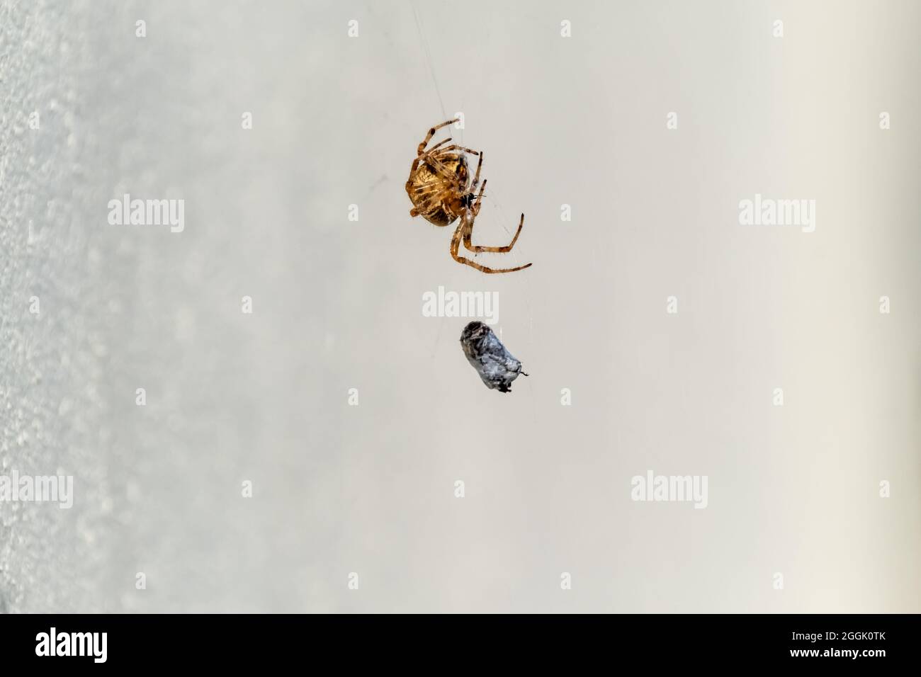 Cross Orb weaver spider eating prey in Ireland - View from the ...