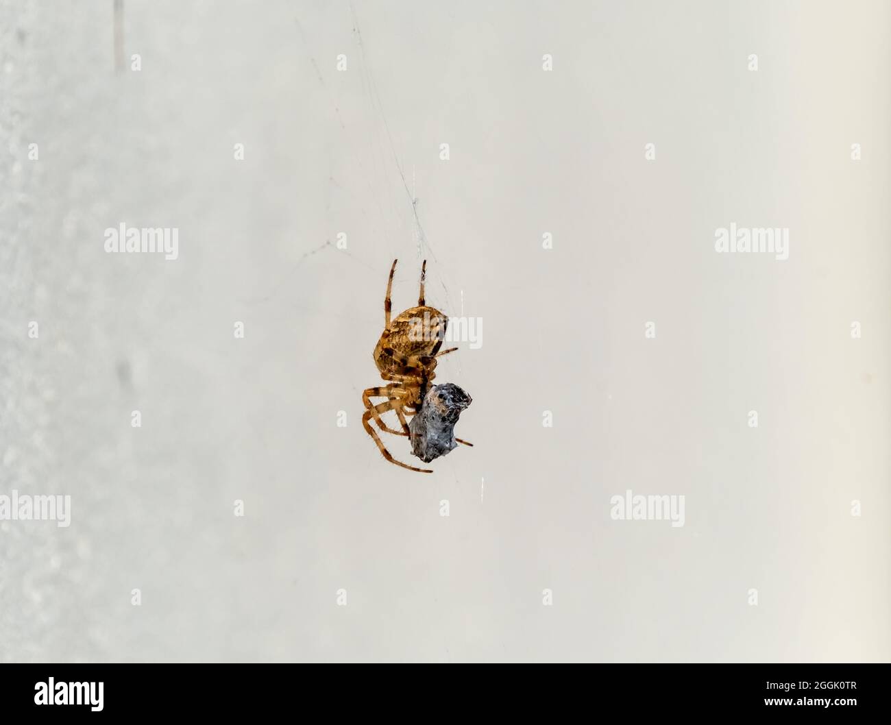Cross Orb weaver spider eating prey in Ireland - View from the ...