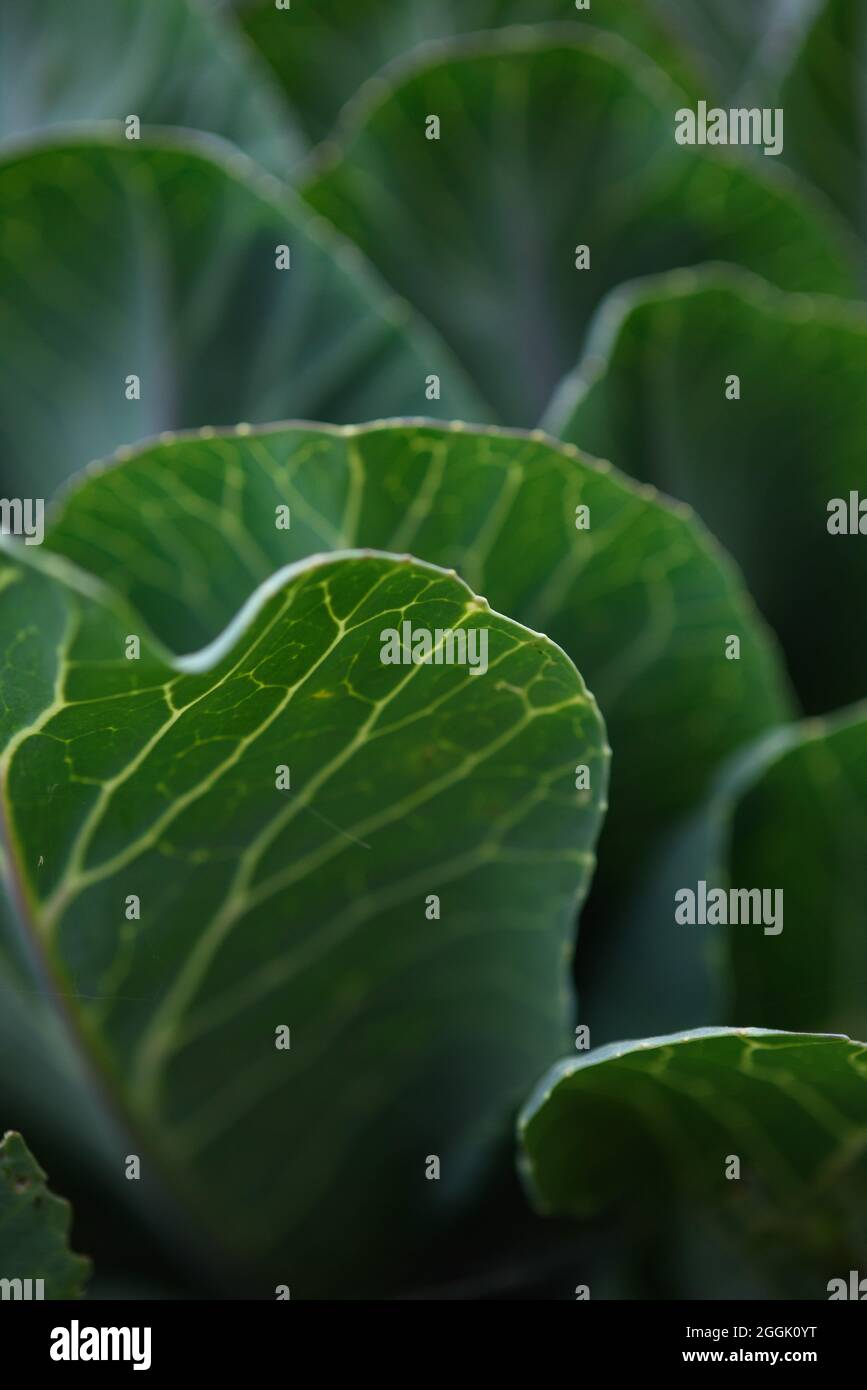 Close up background. Green leaf of cabbage in the backlight with ...