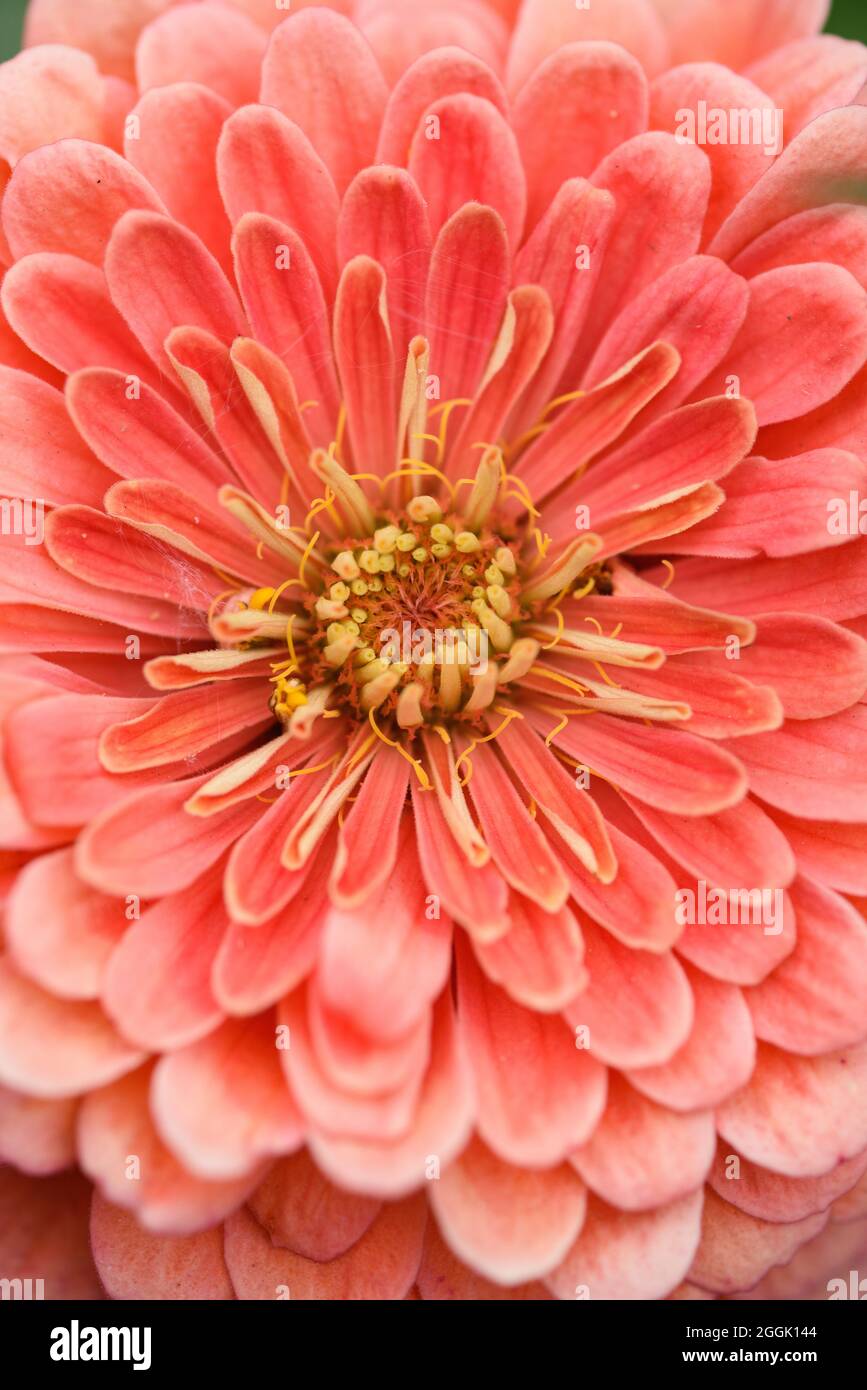 A flower bud of zinnia close-up in the garden at the end of summer ...