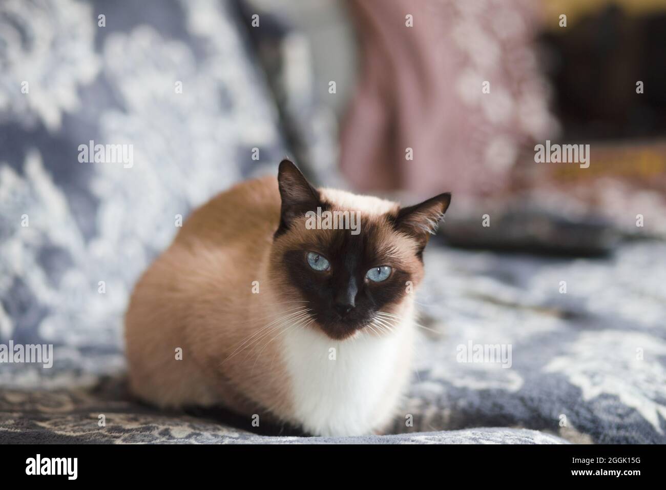 Young Siamese Female Cat Looking at Camera Stock Photo - Alamy