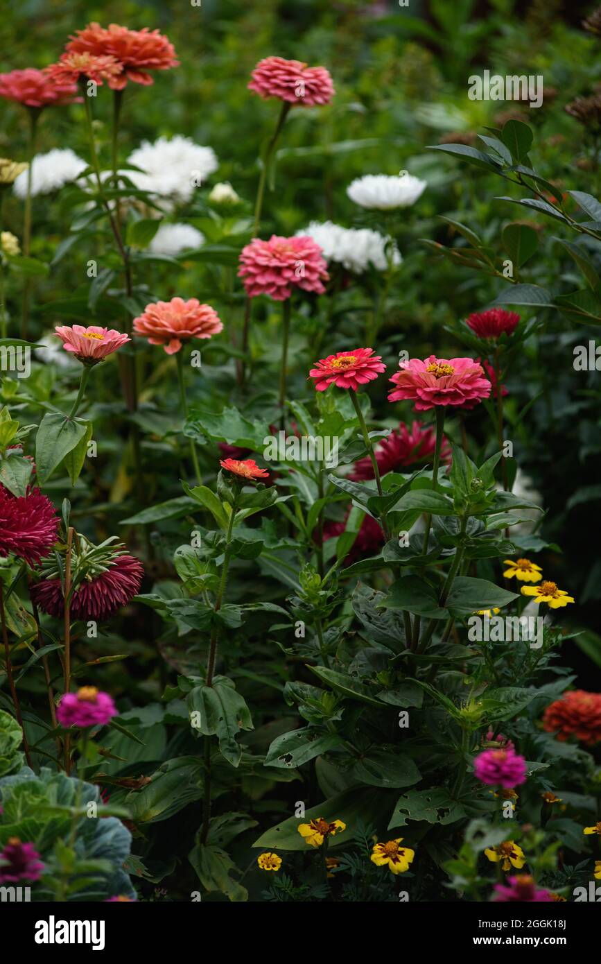 A flower bed with zinnias in the garden at the end of summer Stock ...