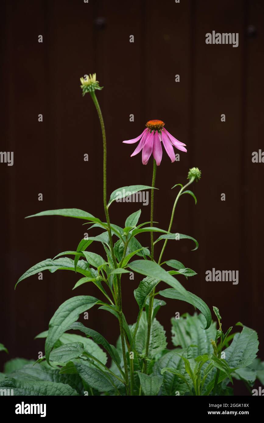A close-up of an echinacea flower on a flower bed in the garden Stock ...