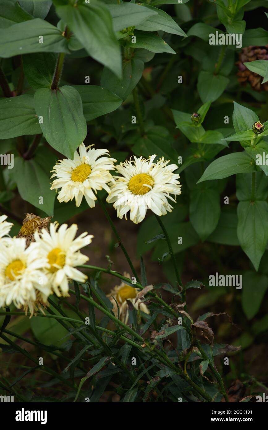 Leucanthemum leaf hi-res stock photography and images - Alamy