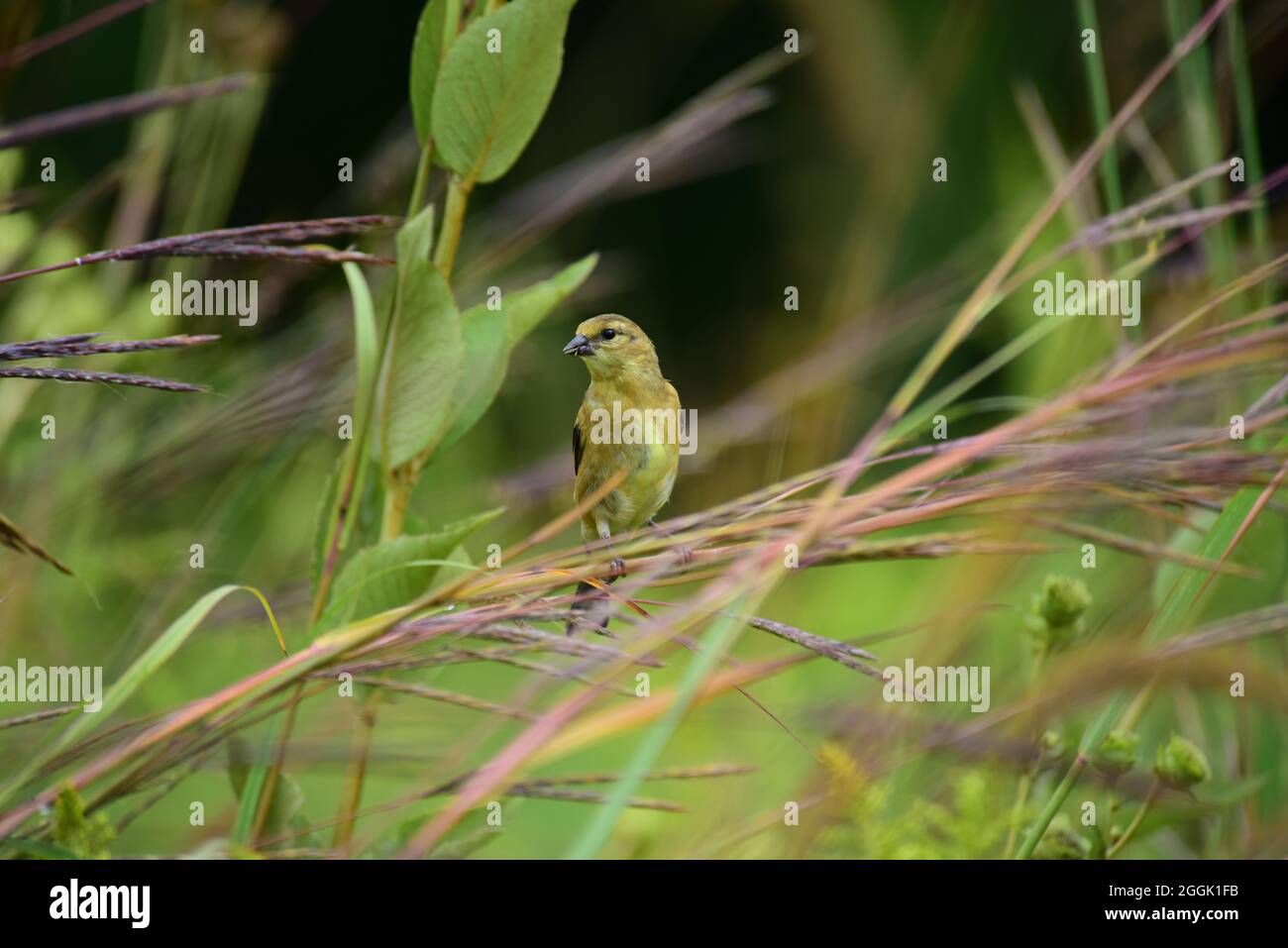 Female american goldfinch hi-res stock photography and images - Alamy