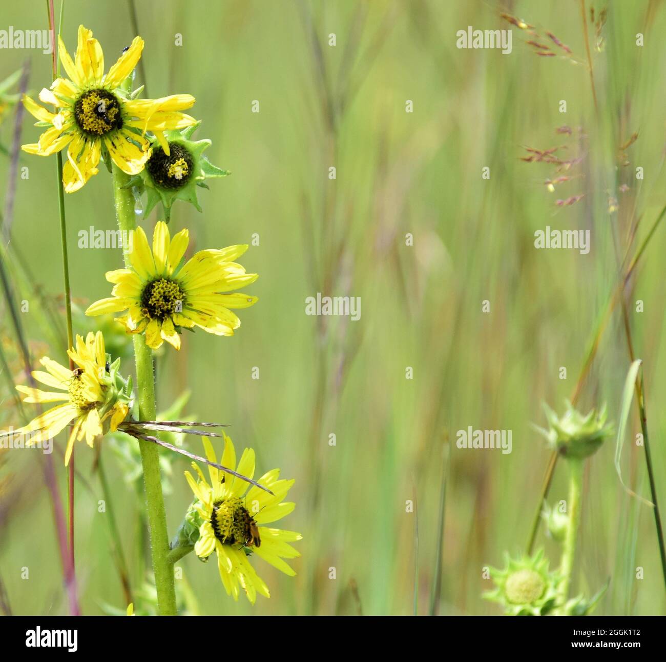 Four beautiful compass plant blooms amongst other wild grasses Stock ...