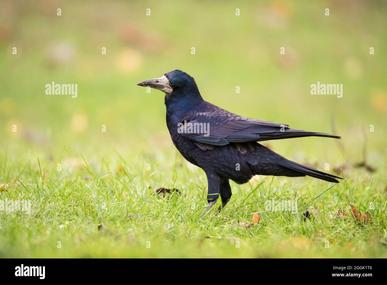 Rook bird hi-res stock photography and images - Alamy