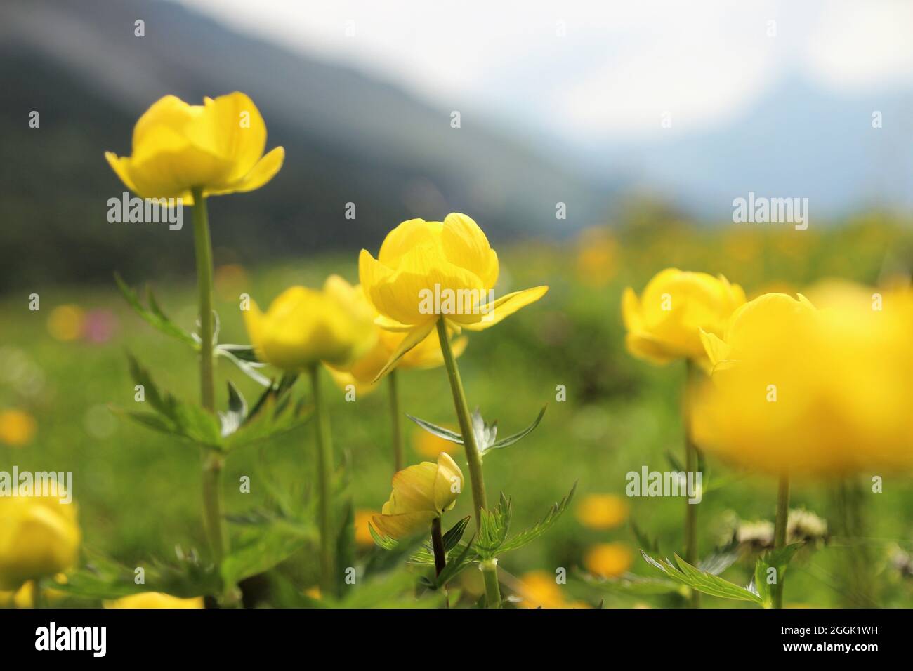Austria Tyrol Meadow Mountains Flowers High Resolution Stock ...