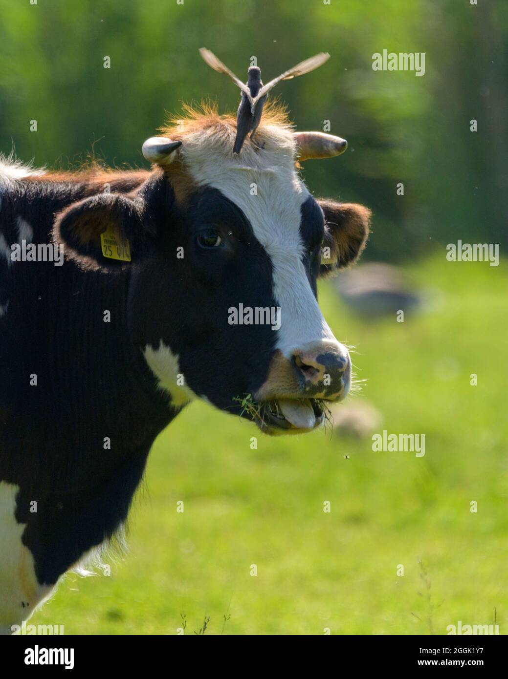 Cow symbiosis bird hi-res stock photography and images - Alamy