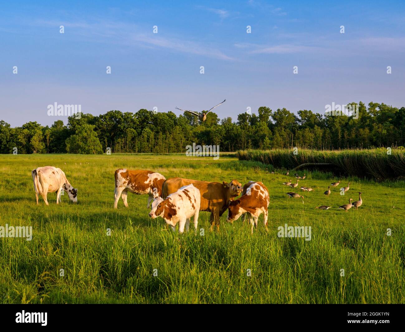 Graze geese hi-res stock photography and images - Alamy