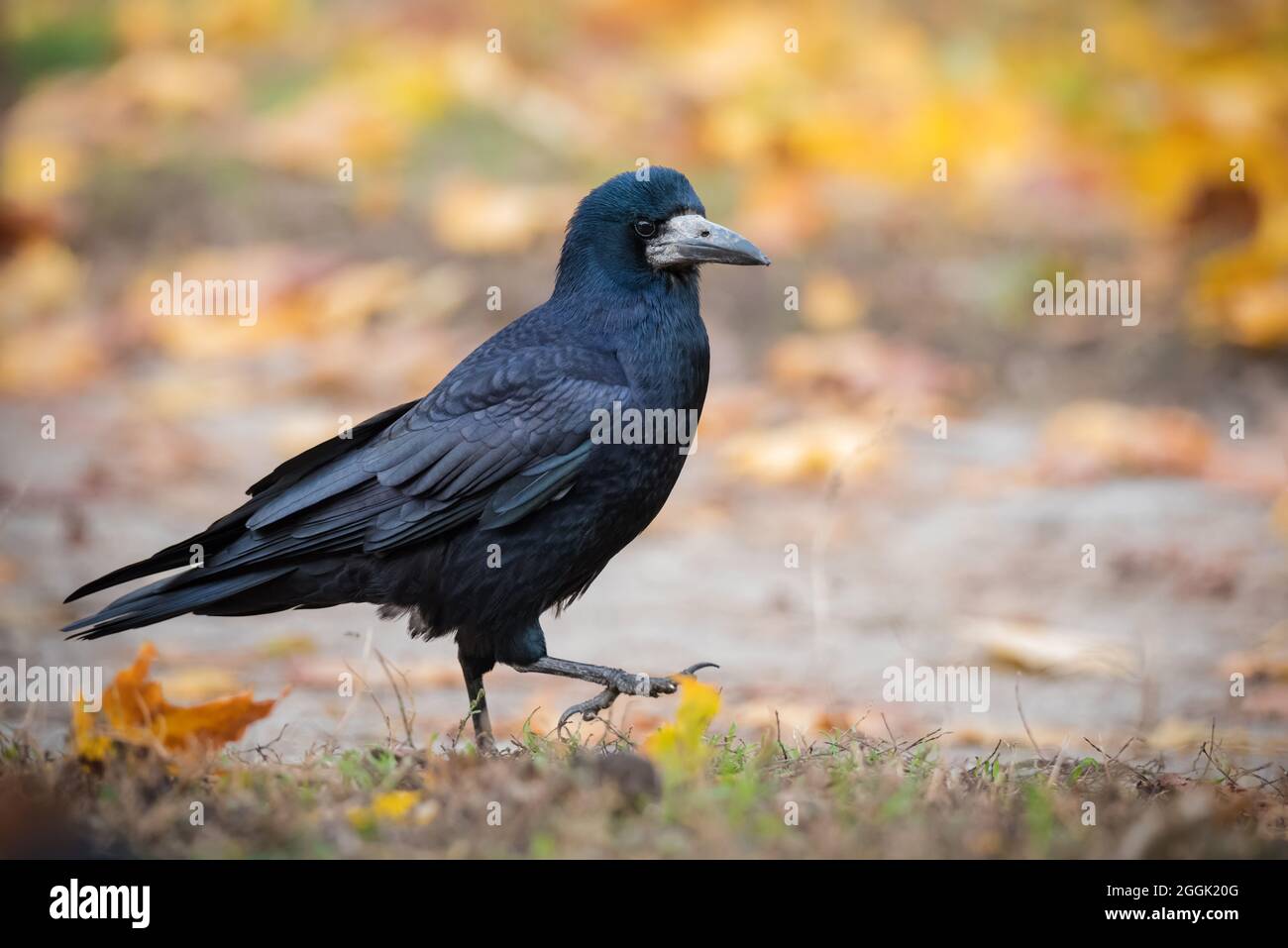 Portrait of beautiful black rook bird in autumn day on bright foliage ...