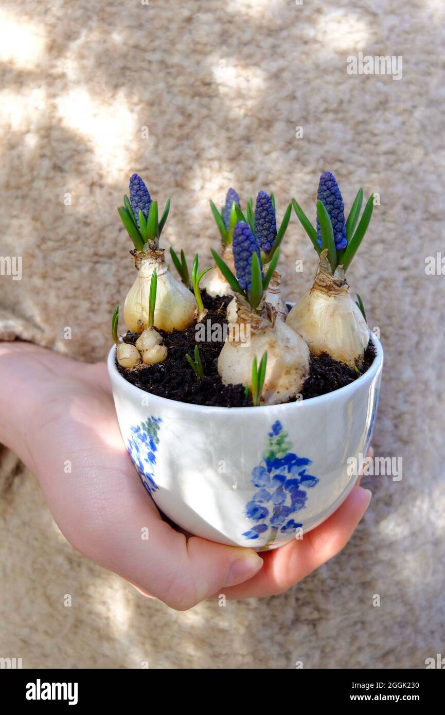 Muscari grape hyacinth hi-res stock photography and images - Alamy