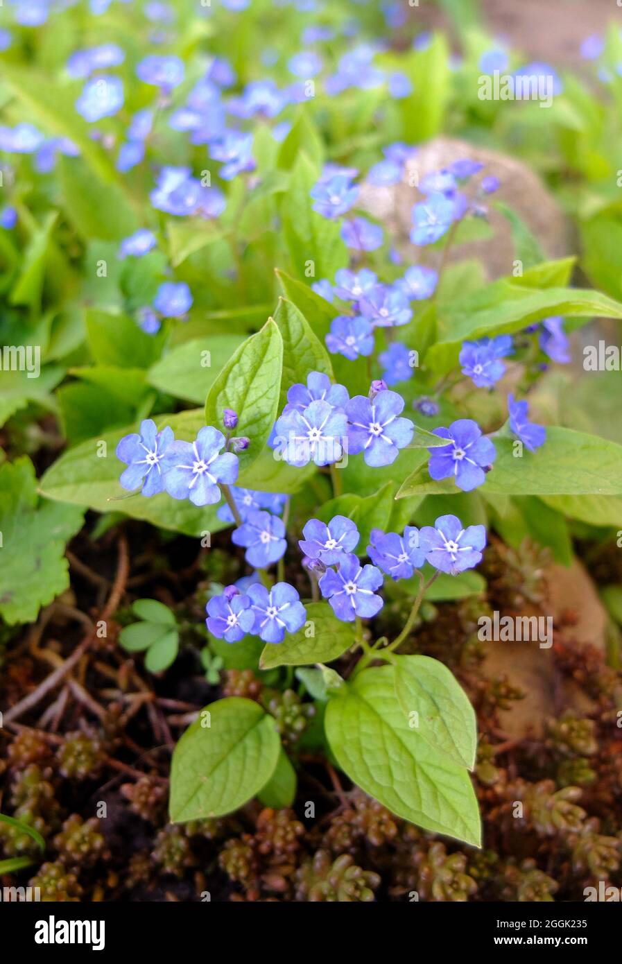 Omphalodes verna plant hi-res stock photography and images - Alamy