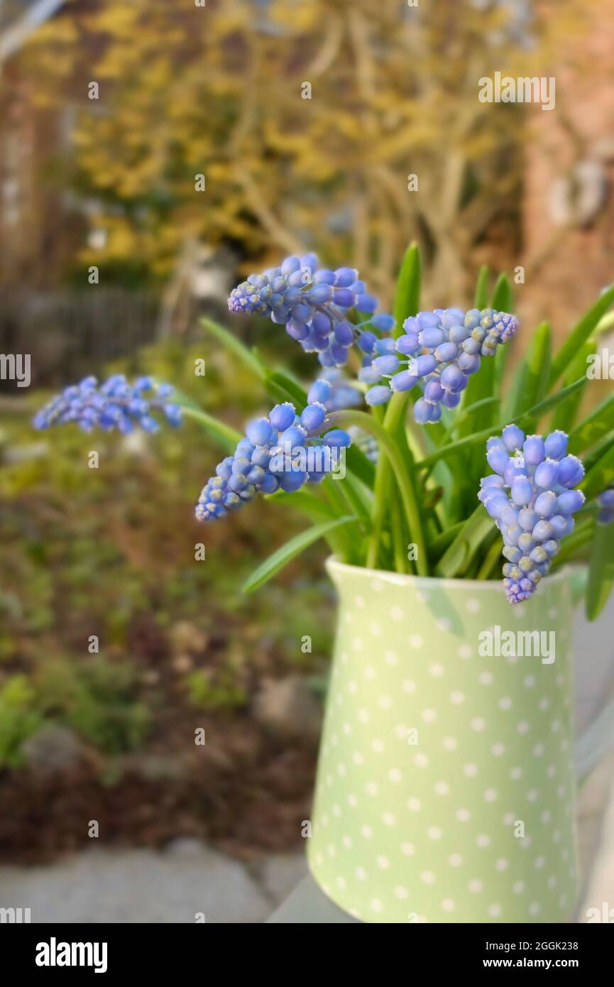 Blue muscari (grape hyacinth) in a jug Stock Photo - Alamy